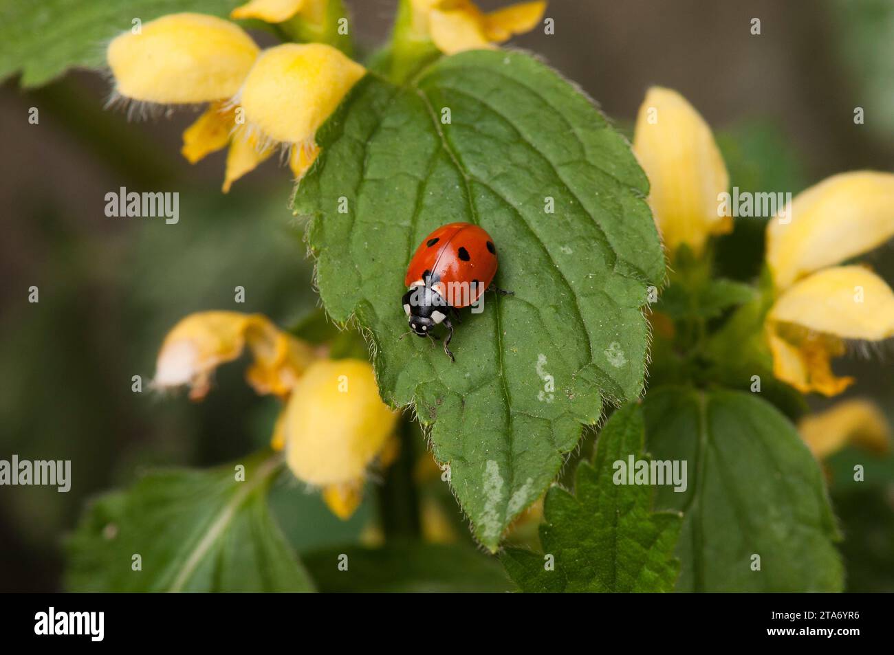 A seven-spot ladybird on the leaf of a plant in a garden in the UK ...