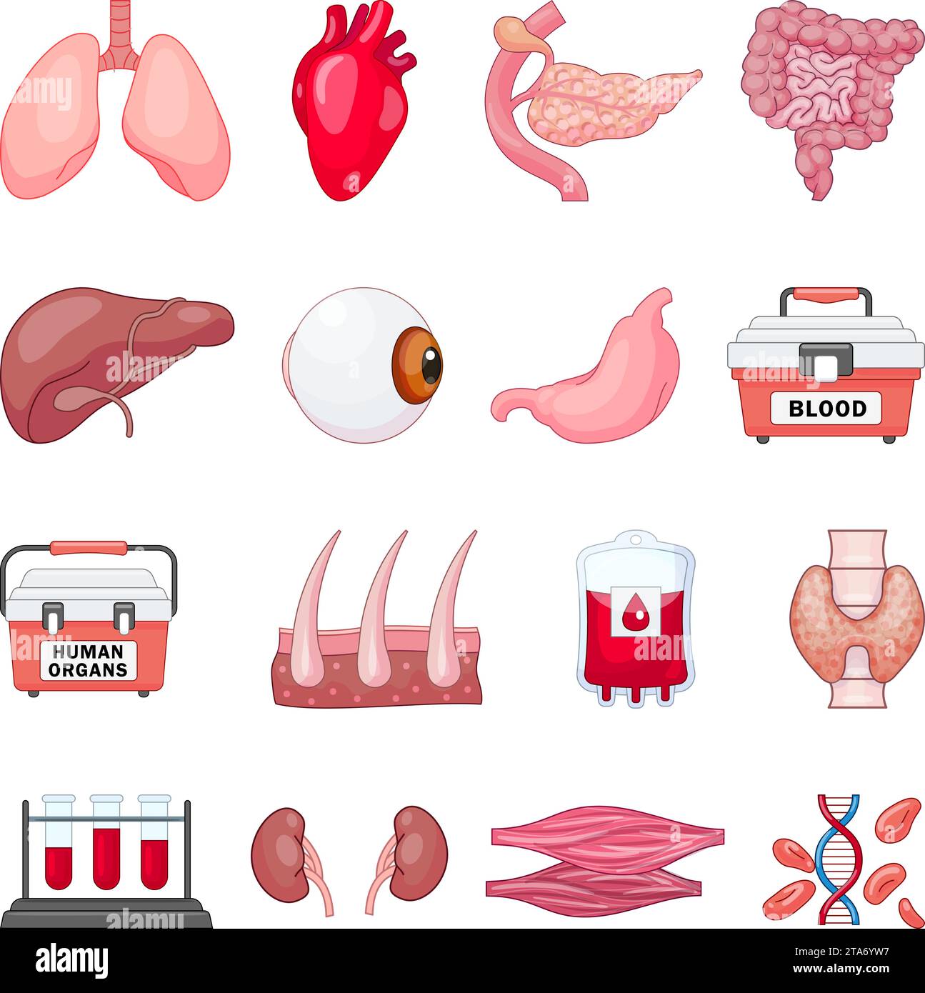 Donate organs icons set cartoon vector. Donor organ. Body liver health Stock Vector Image & Art ...