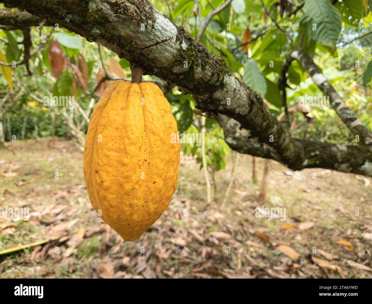 Cacao tree with fruits planted on farm in Ilheus, Bahia, Brazil Stock ...
