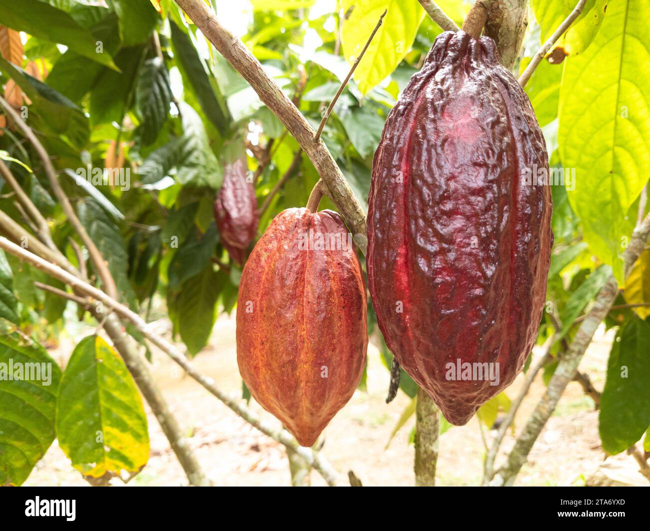 Cacao tree with fruits planted on farm in Ilheus, Bahia, Brazil Stock ...