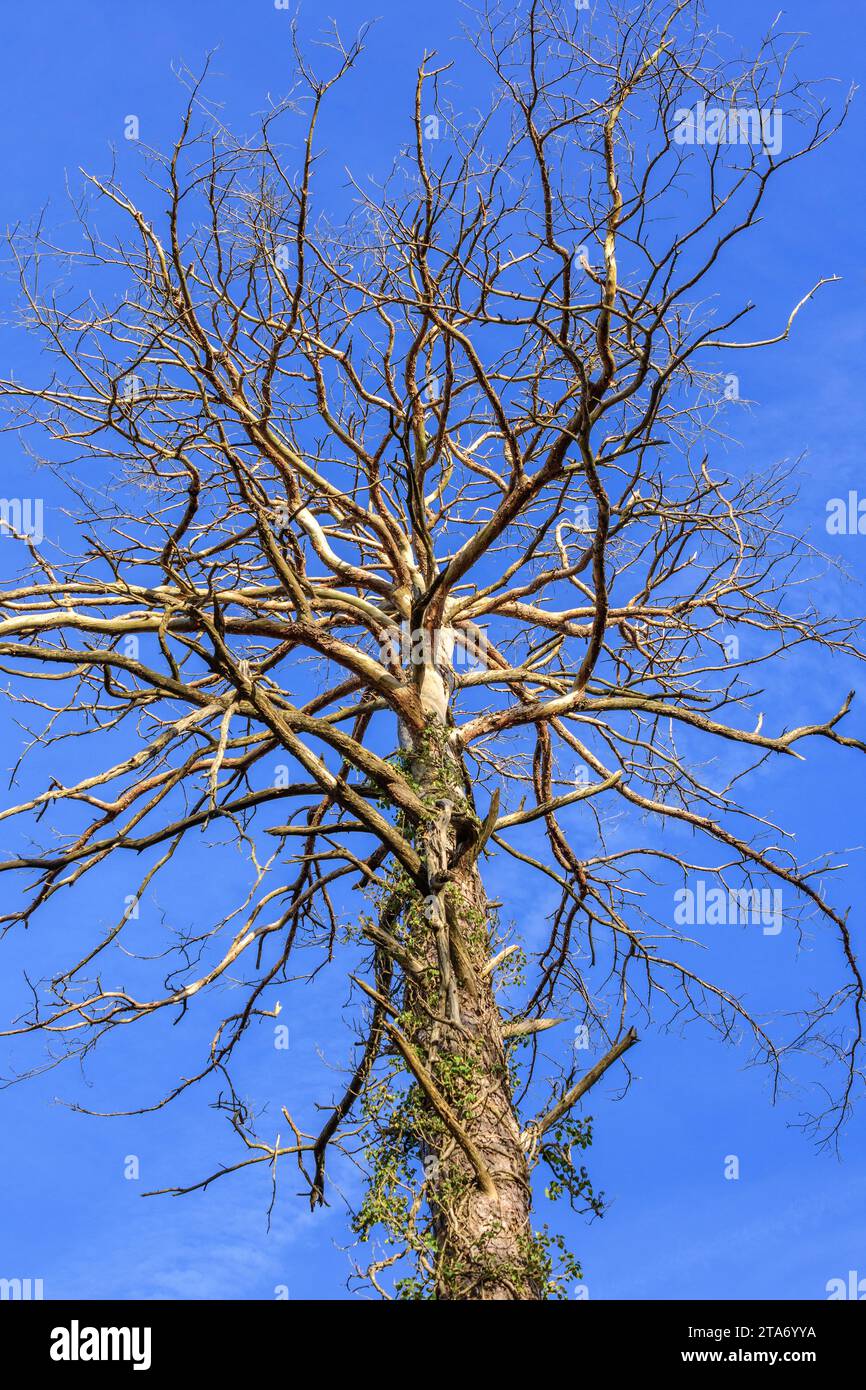 Dead and dying Maritime Pine tree (Pinus pinaster) - west-central ...