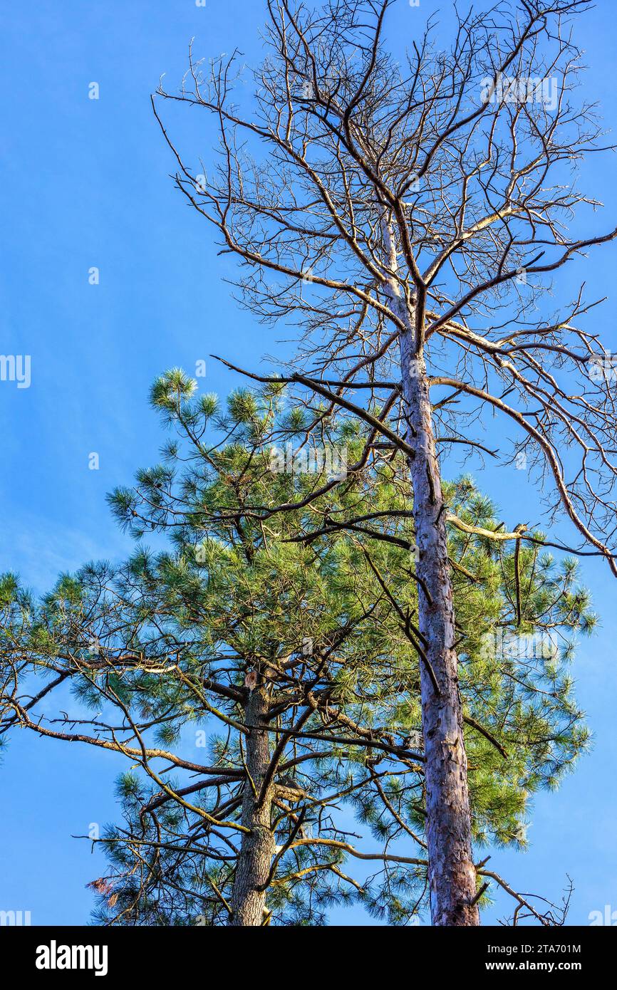Dead tree alive tree hi-res stock photography and images - Alamy