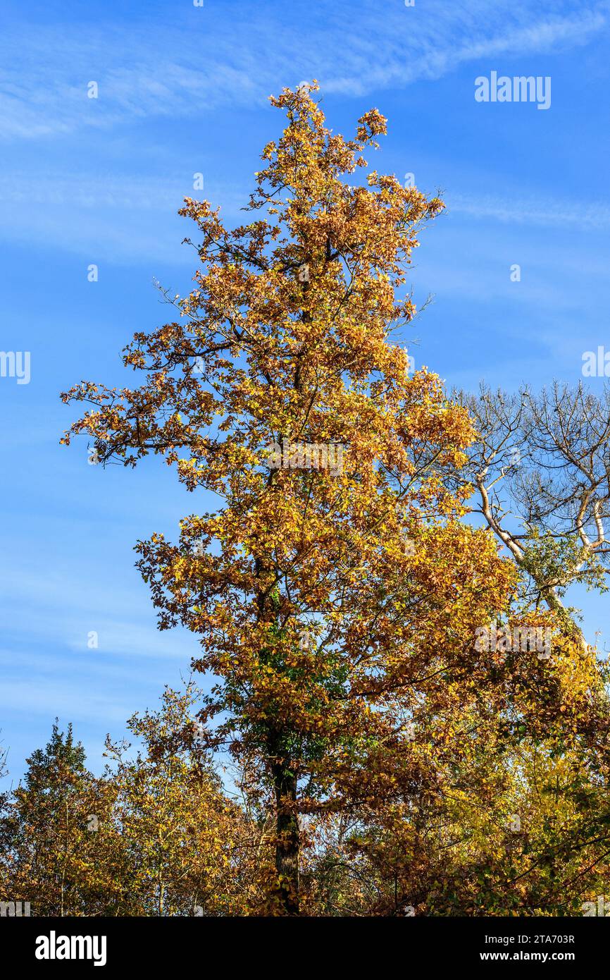French oak tree hi-res stock photography and images - Alamy