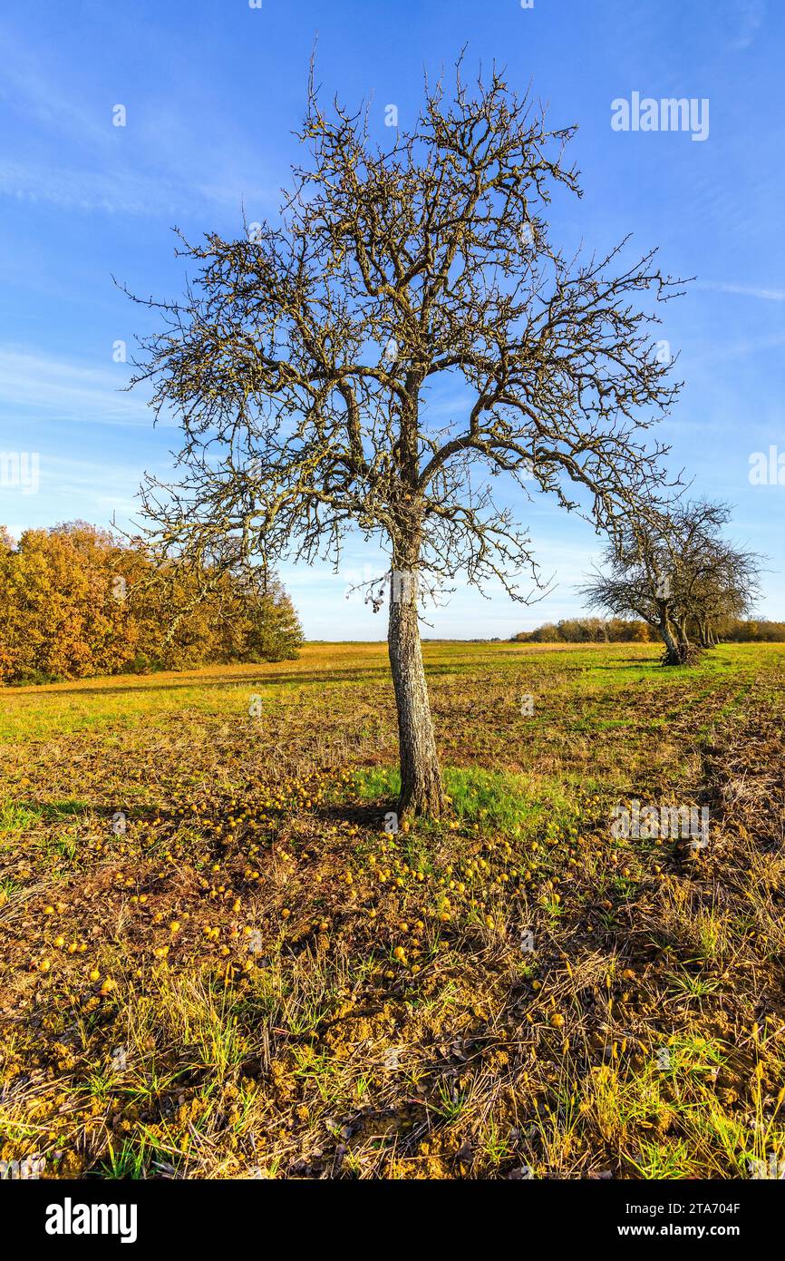 Pear trees (Pyrus) in farmers field along line of old boundary ...