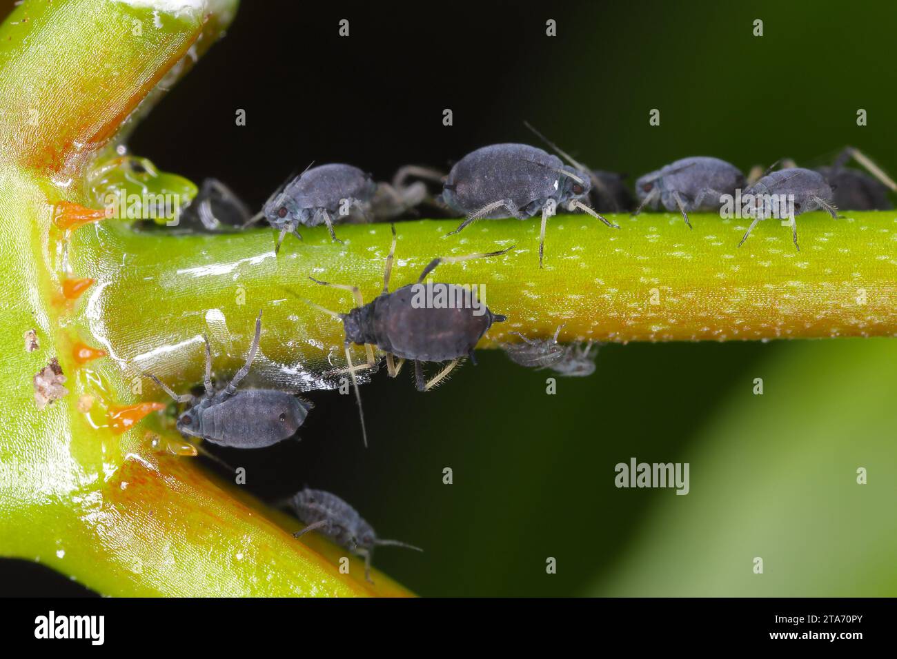 Aphis fabae aphids (Black Bean Aphid. A colony of wingless individuals ...