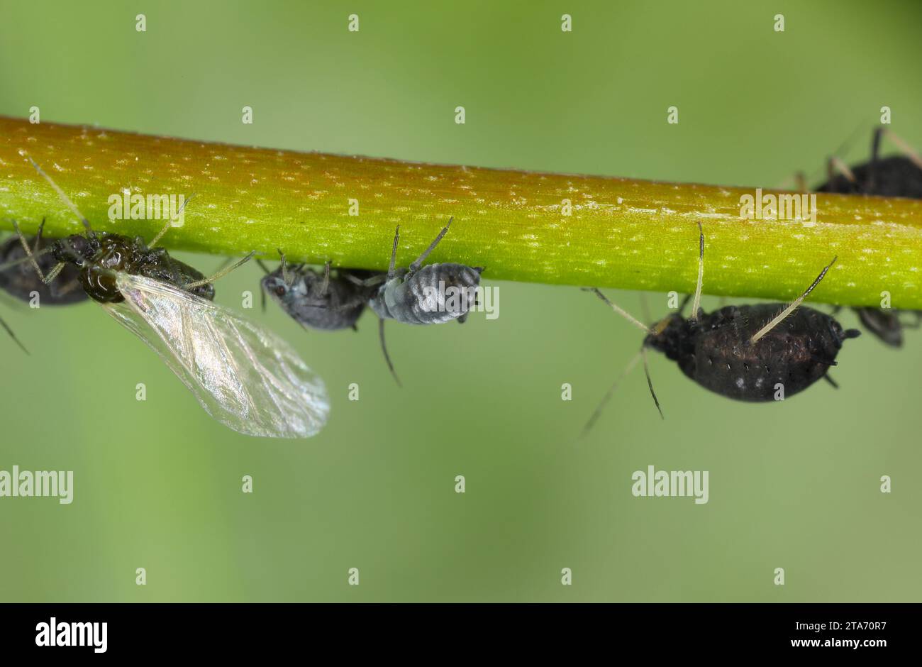 Aphis fabae aphids (Black Bean Aphid. A colony of wingless and winged ...