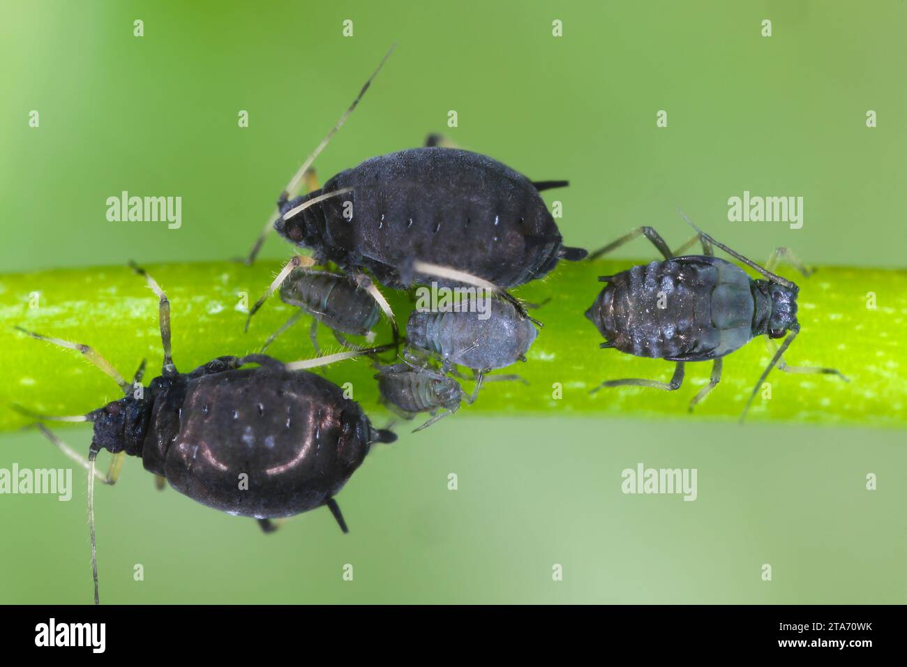 Wingless aphid hi-res stock photography and images - Alamy