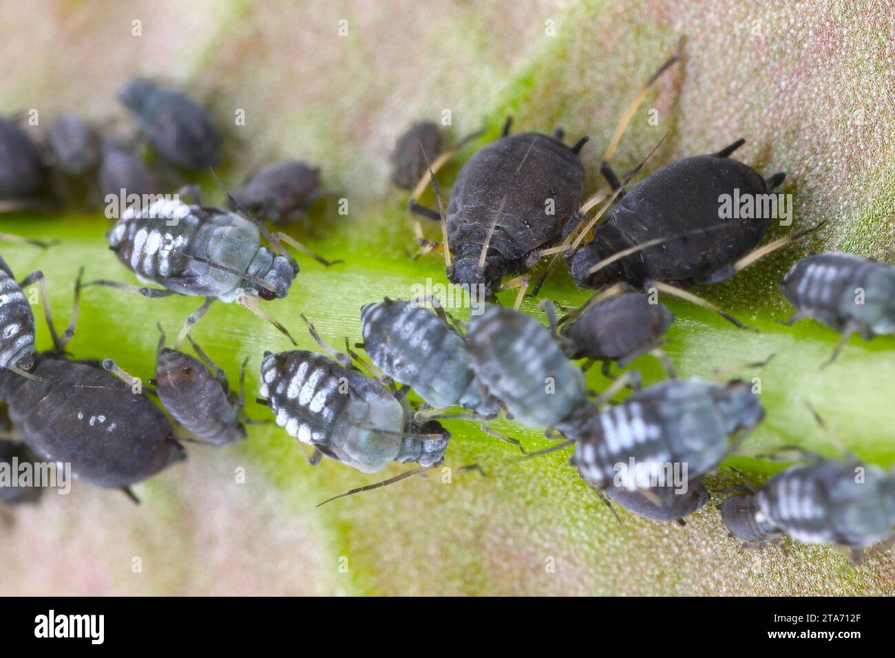 Aphis fabae aphids (Black Bean Aphid. A colony of wingless individuals ...