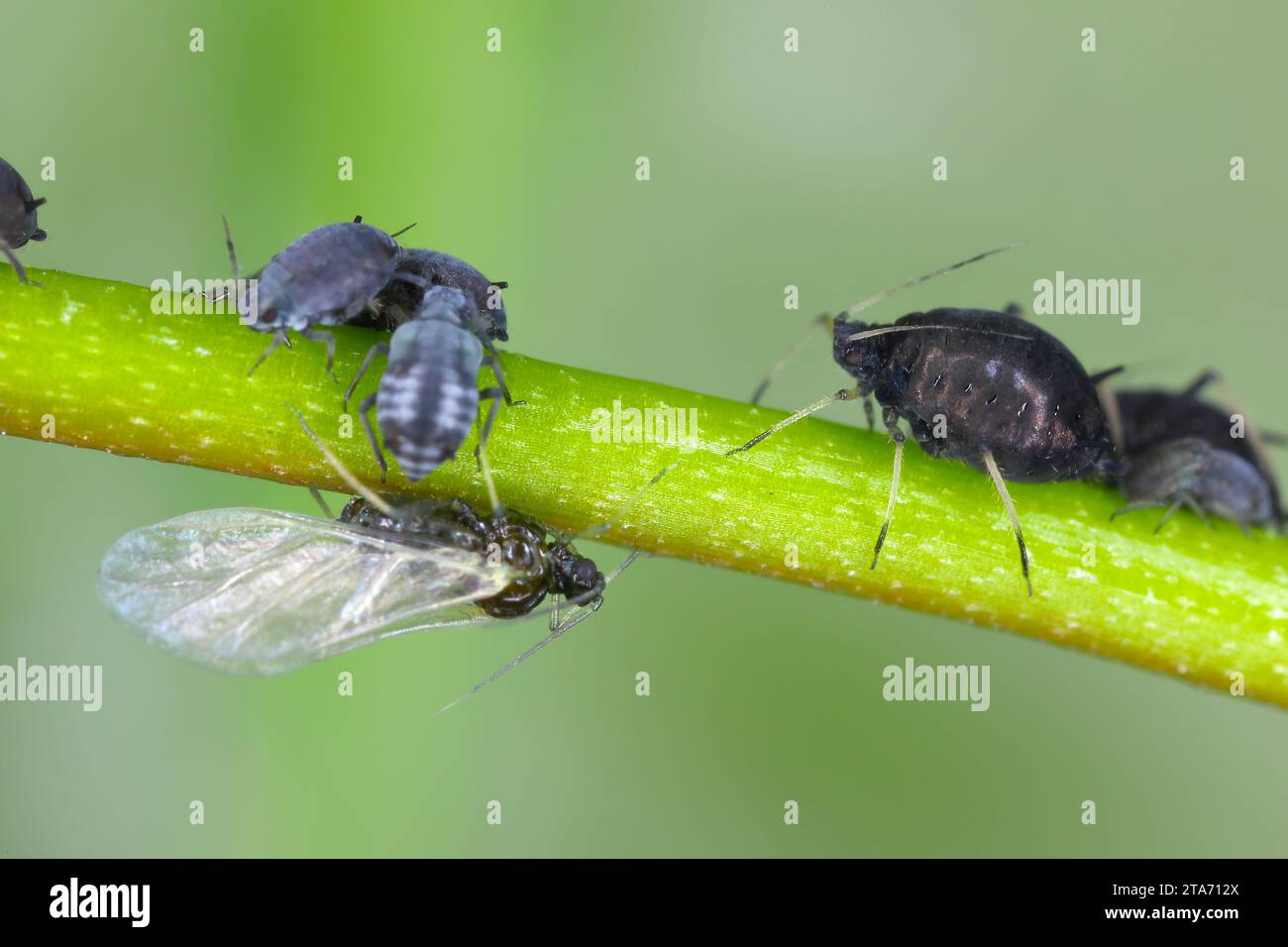 Aphis fabae aphids (Black Bean Aphid. A colony of wingless and winged ...