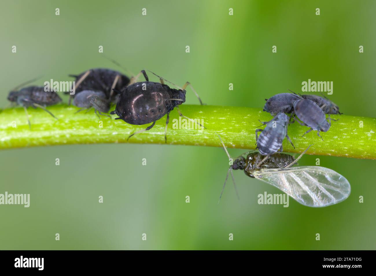 Wingless insect hi-res stock photography and images - Alamy