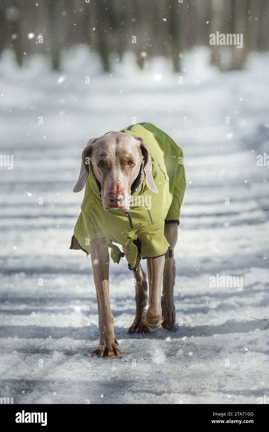 Dog breed Weimaraner, portrait in winter, in the snow with Christmas ...