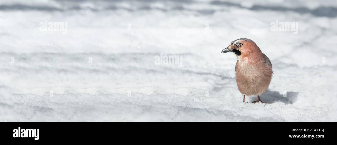 A bird of the genus Jay of the corvid family of the order Passeriformes ...