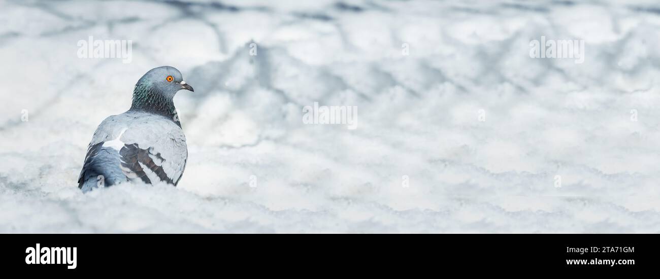 A domestic pigeon on white snow in winter. Urban birds in the snow.A ...