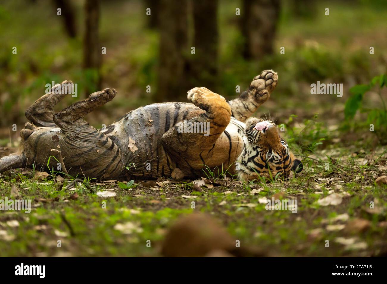 indian wild male bengal tiger panthera tigris lie down resting and both ...
