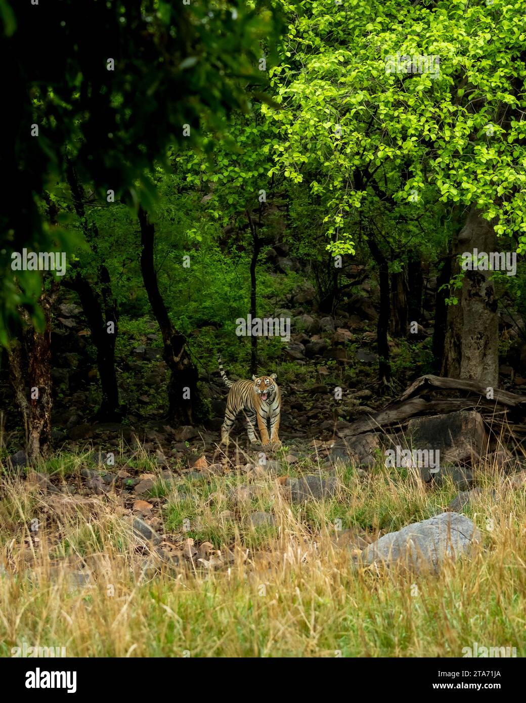 indian wild female tiger panthera tigris with angry face expression ...