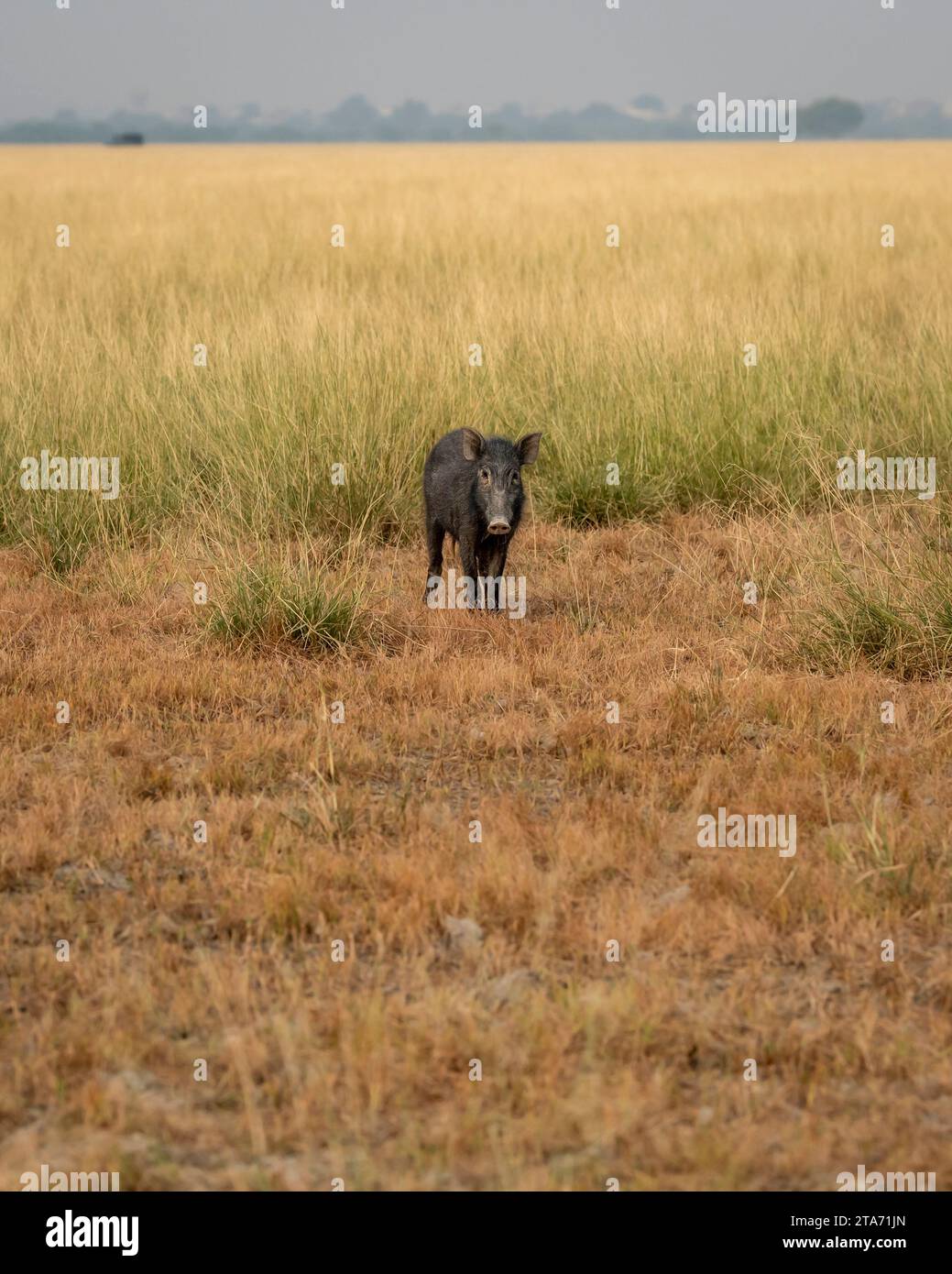 Indian wild boar hi-res stock photography and images - Alamy