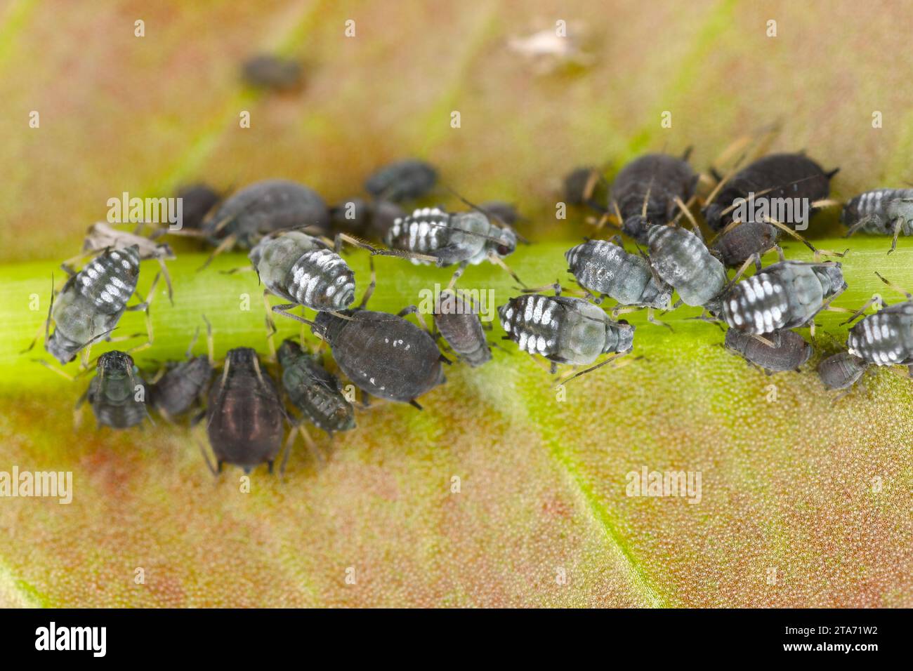Wingless aphid hi-res stock photography and images - Alamy