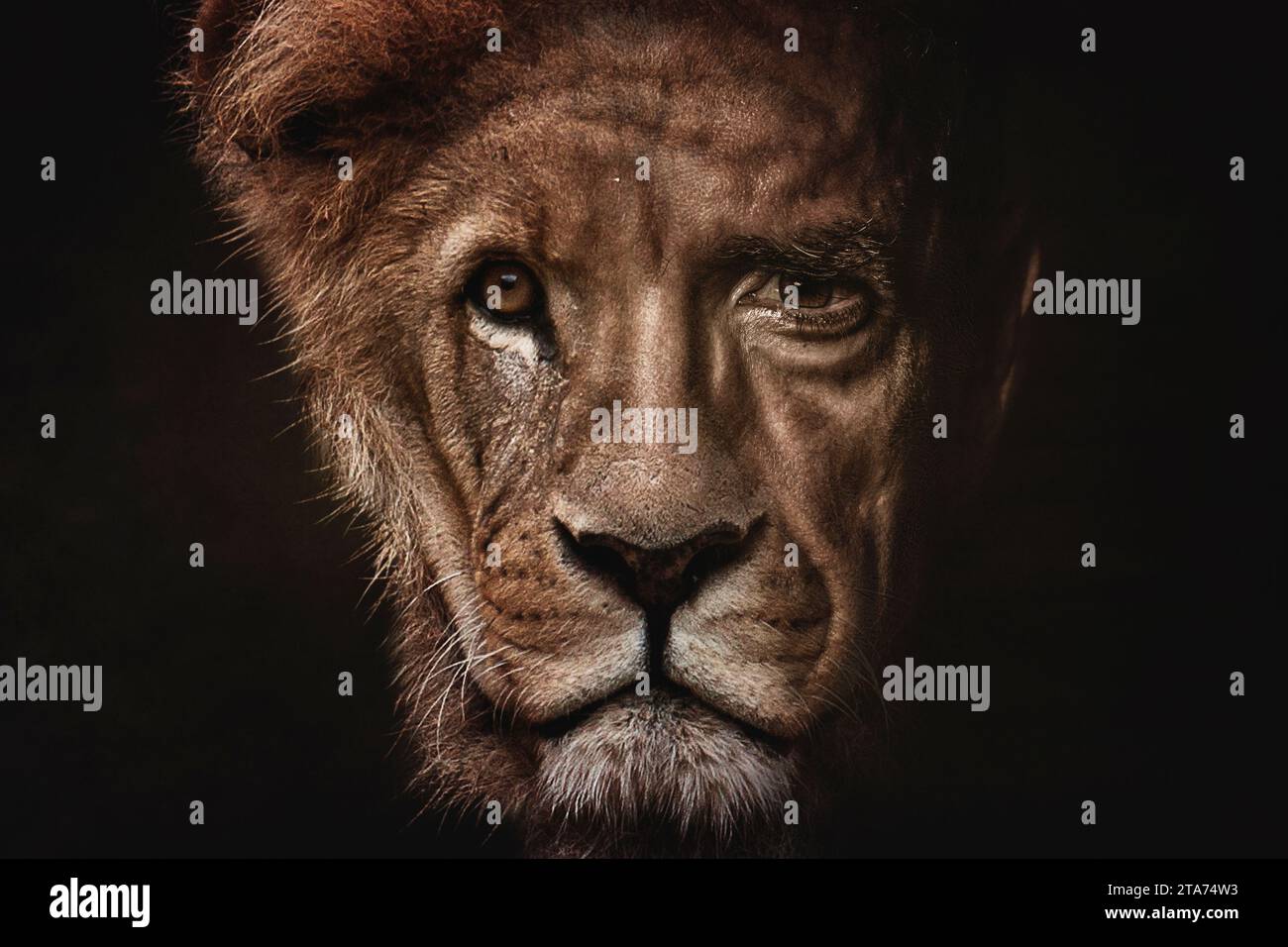 Portrait of a man and lion's face merged to represent inner strength ...