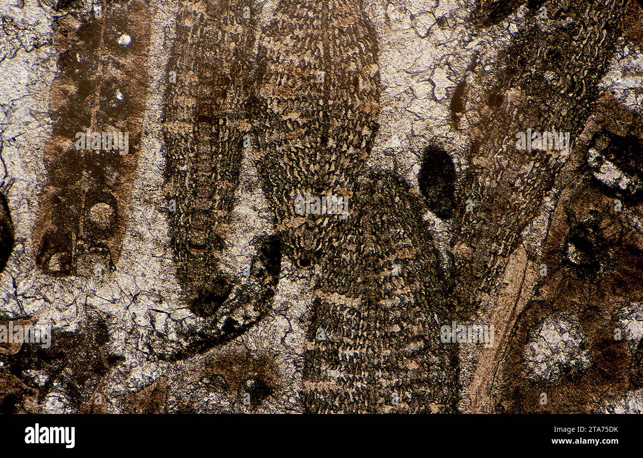 Fossilized alveolina. Alveolina is an extinct genus of foraminifera ...