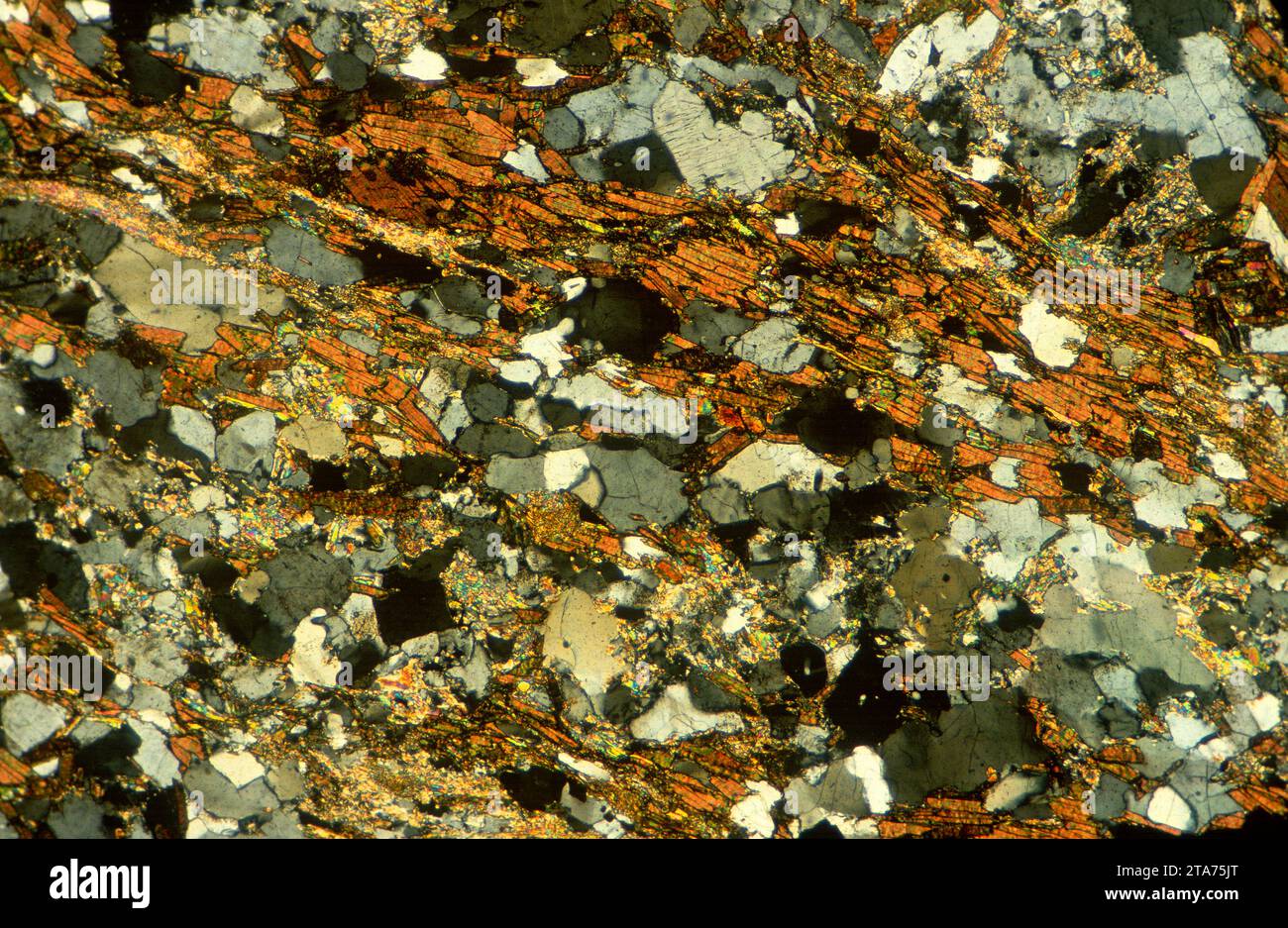 Gneiss, high-grade metamorphic rock. Polarised light, optical ...