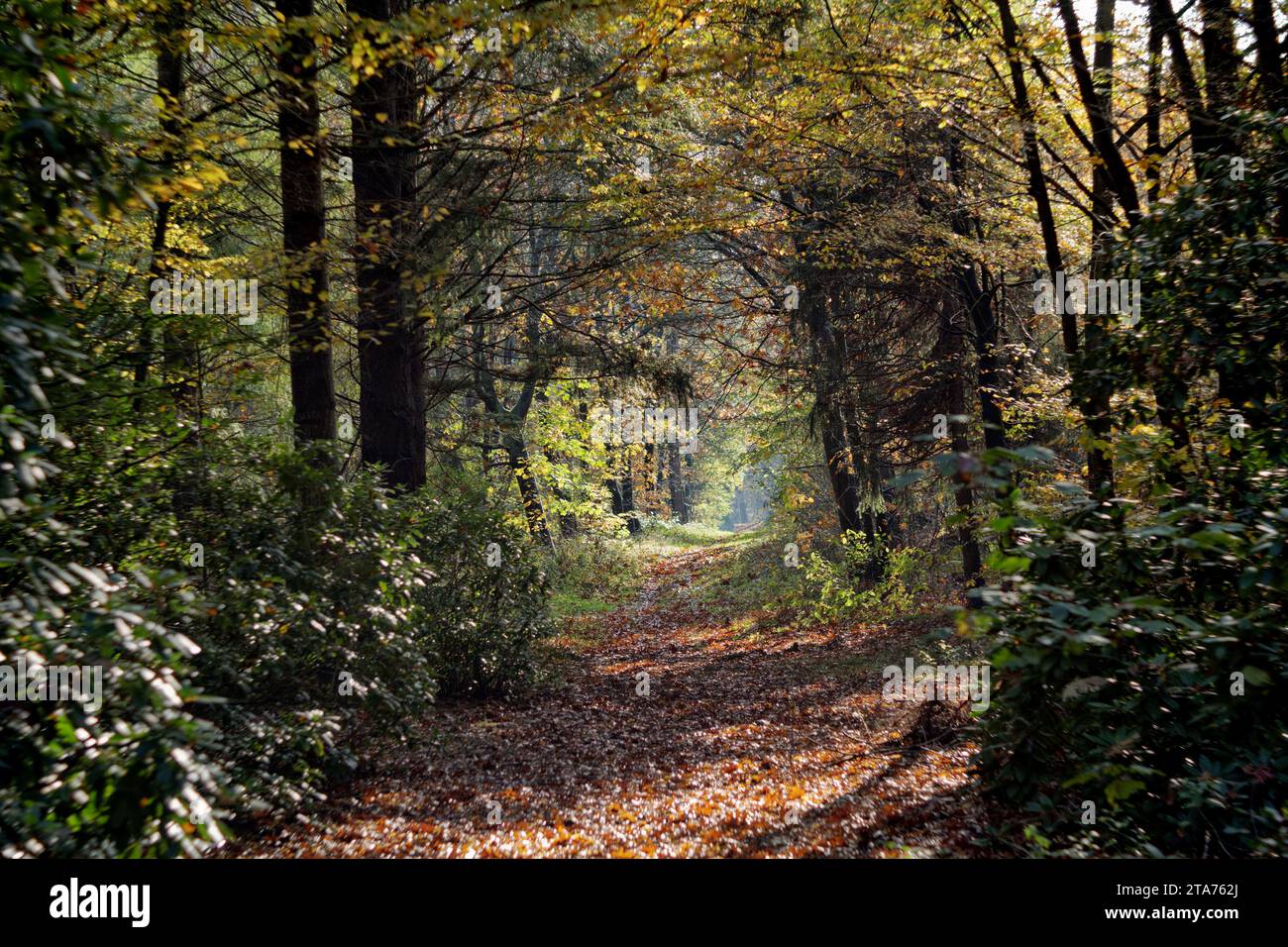 Heseler wald hi-res stock photography and images - Alamy