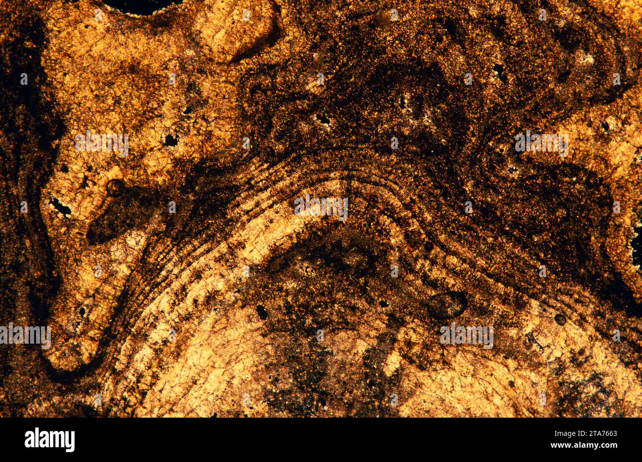 Cyanobacteria microscope hi-res stock photography and images - Alamy