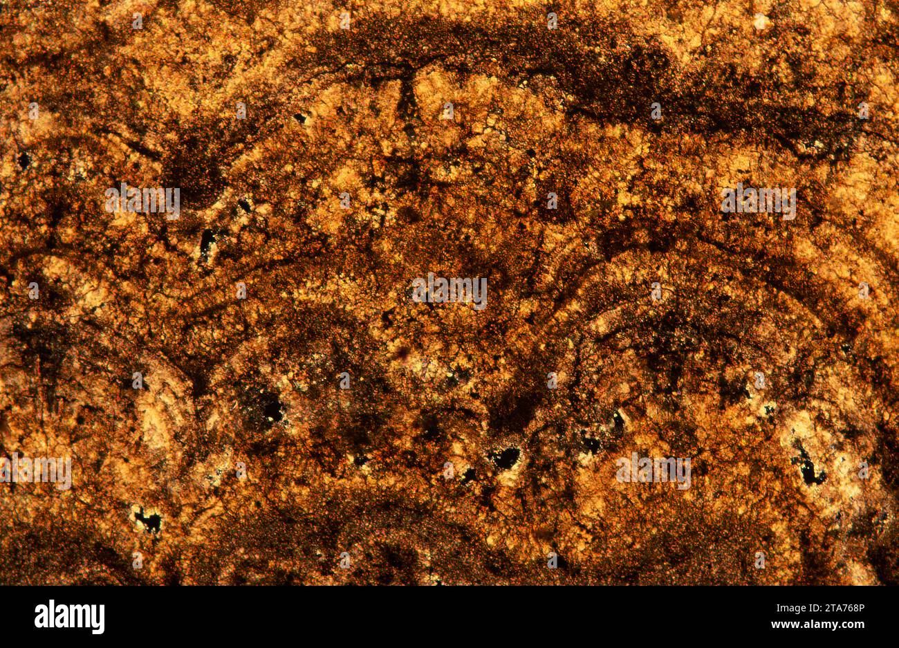 Cyanobacteria microscope hi-res stock photography and images - Alamy