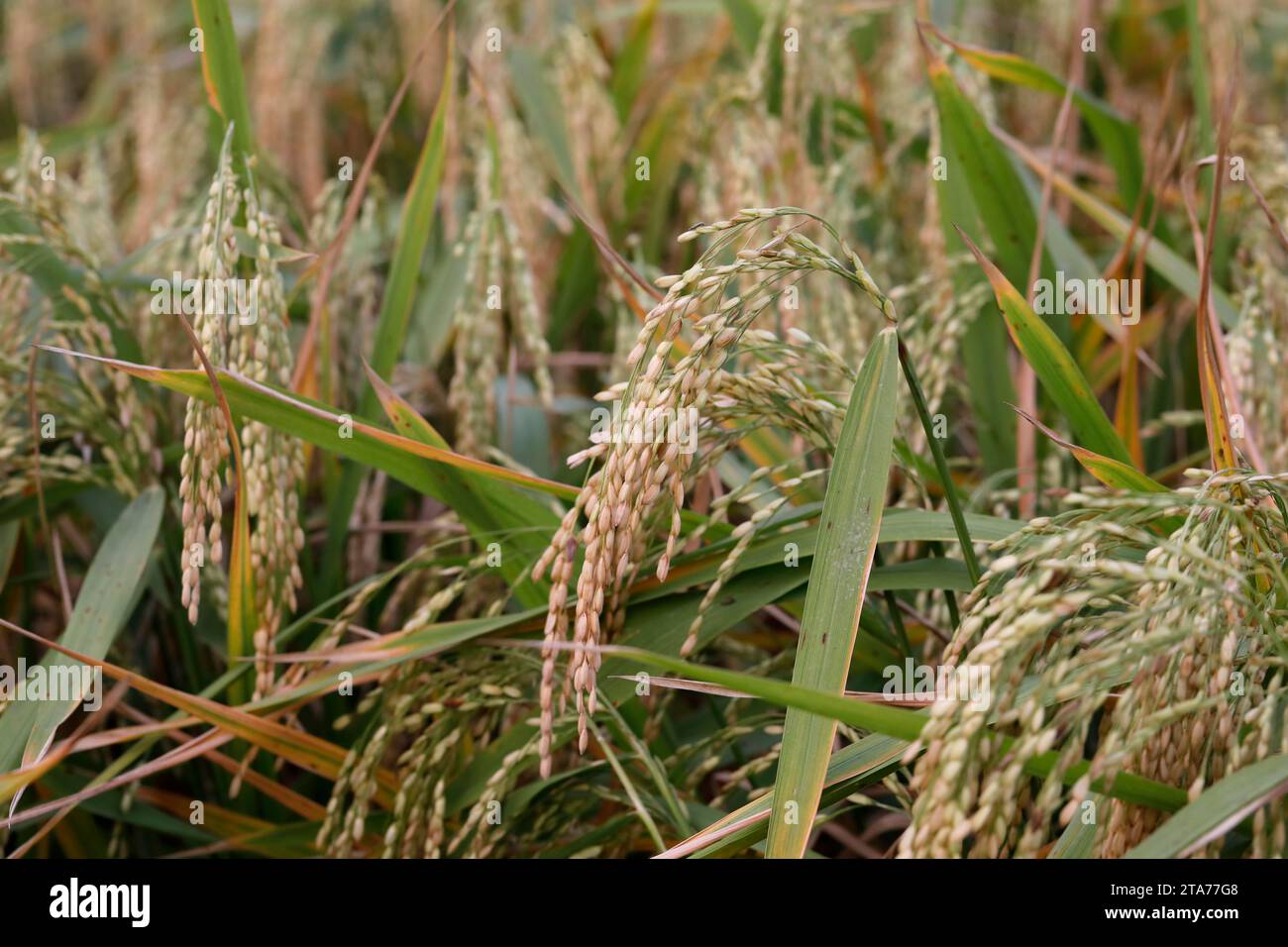 Satkhira, Bangladesh - November 23, 2023: The ripe paddy field at Tala ...