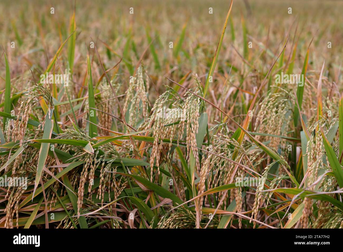 Ripe paddy field hi-res stock photography and images - Alamy