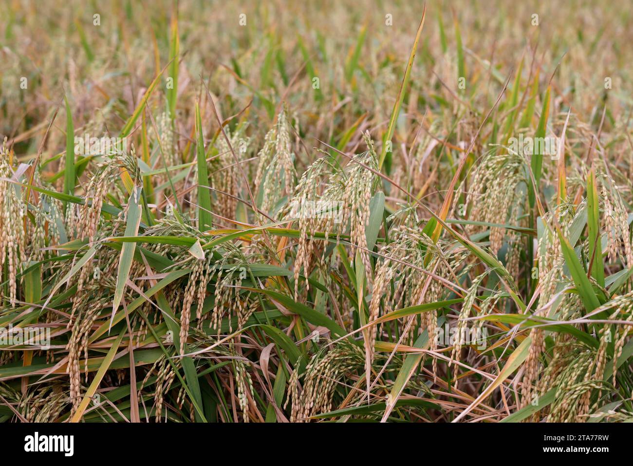Satkhira, Bangladesh - November 23, 2023: The ripe paddy field at Tala ...