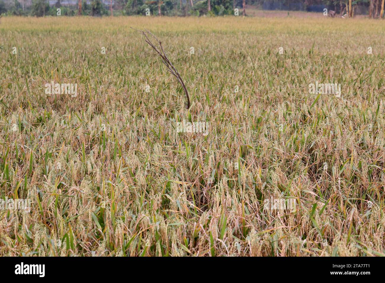 Satkhira, Bangladesh - November 23, 2023: The ripe paddy field at Tala ...