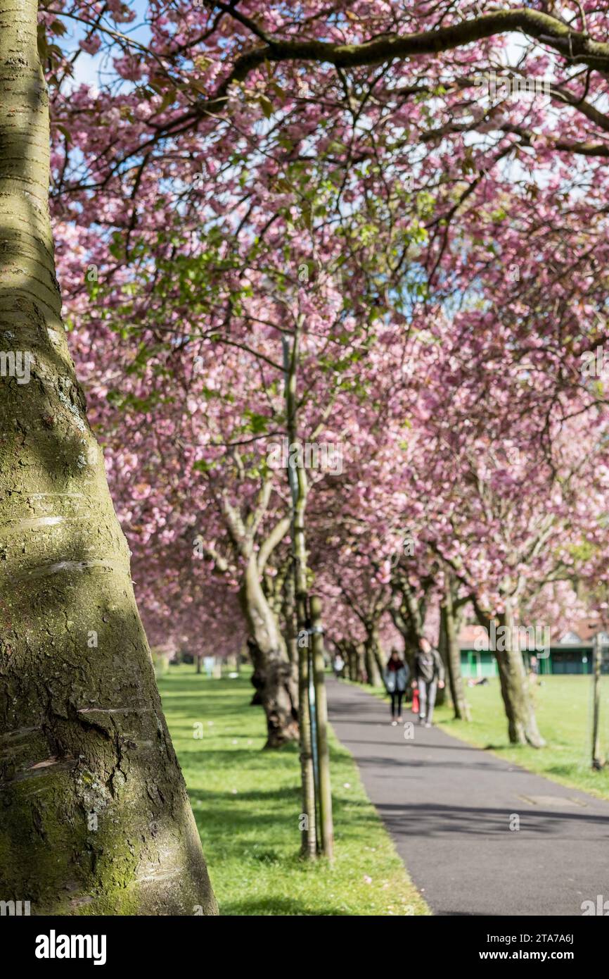 The Meadows park in spring. Beautiful pink Cherry Blossom or Sakura. in ...