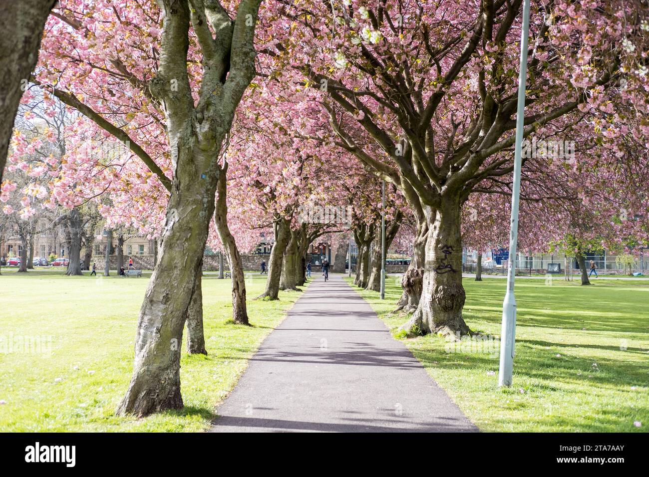 The Meadows park in spring. Beautiful pink Cherry Blossom or Sakura. in ...