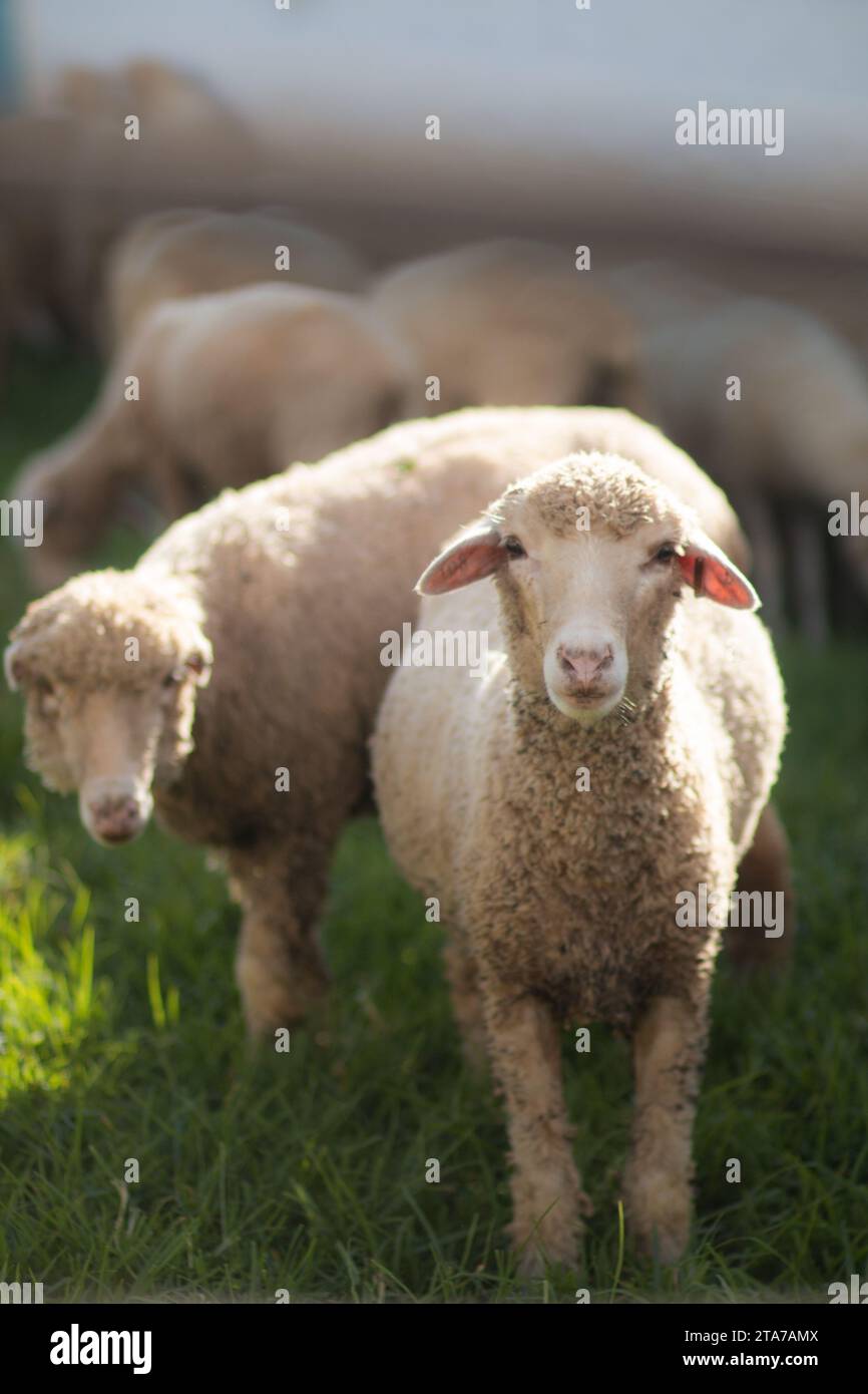 portrait of beautiful sheeps Stock Photo - Alamy