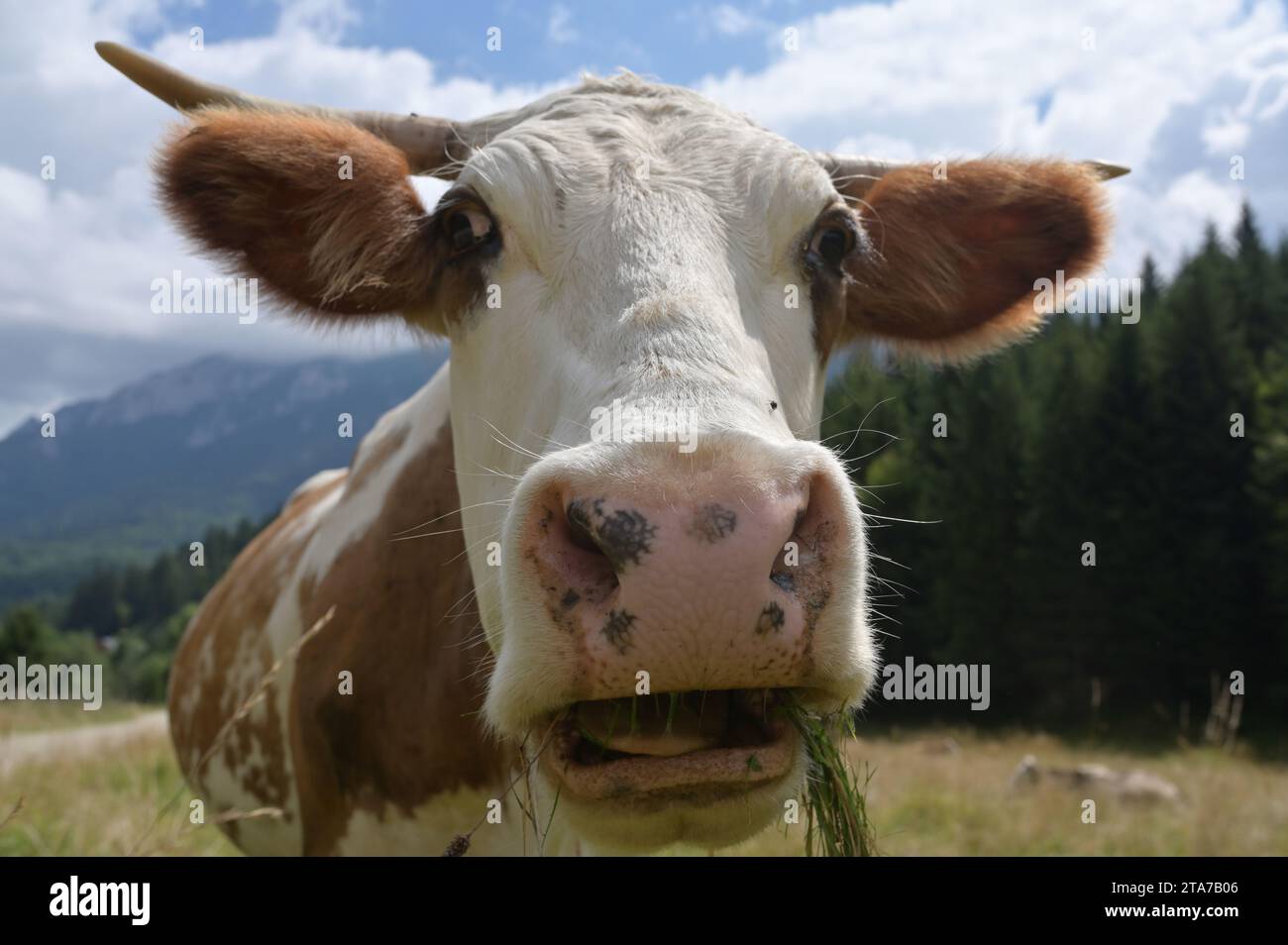Cow head wide angle closeup in nature Stock Photo - Alamy