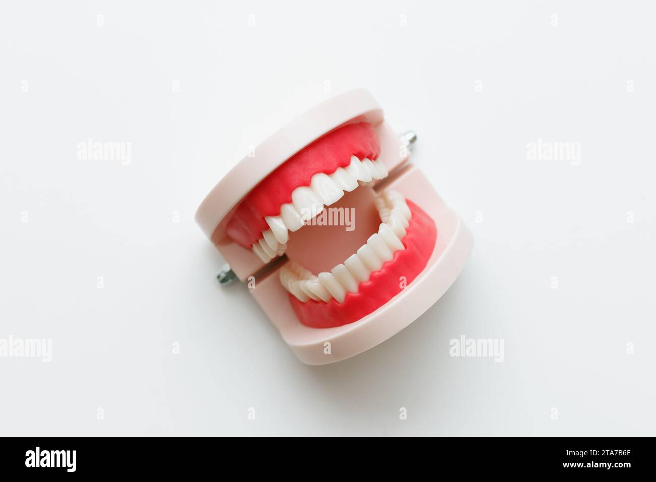 Dentures on a white background, flat lay, sample jaw. Dentures or false ...