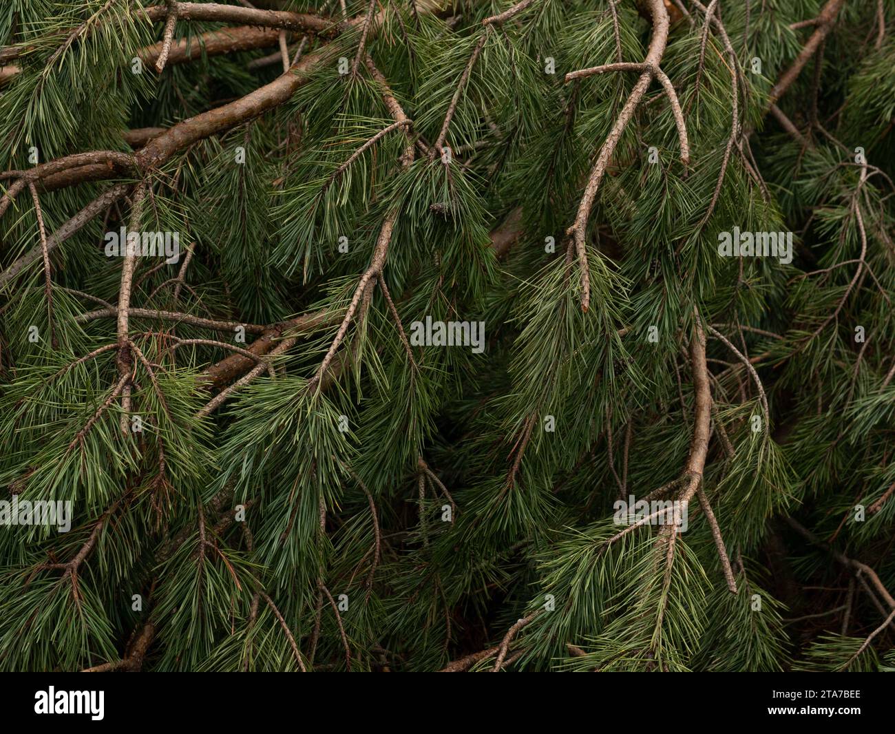 Pine comb hi-res stock photography and images - Alamy