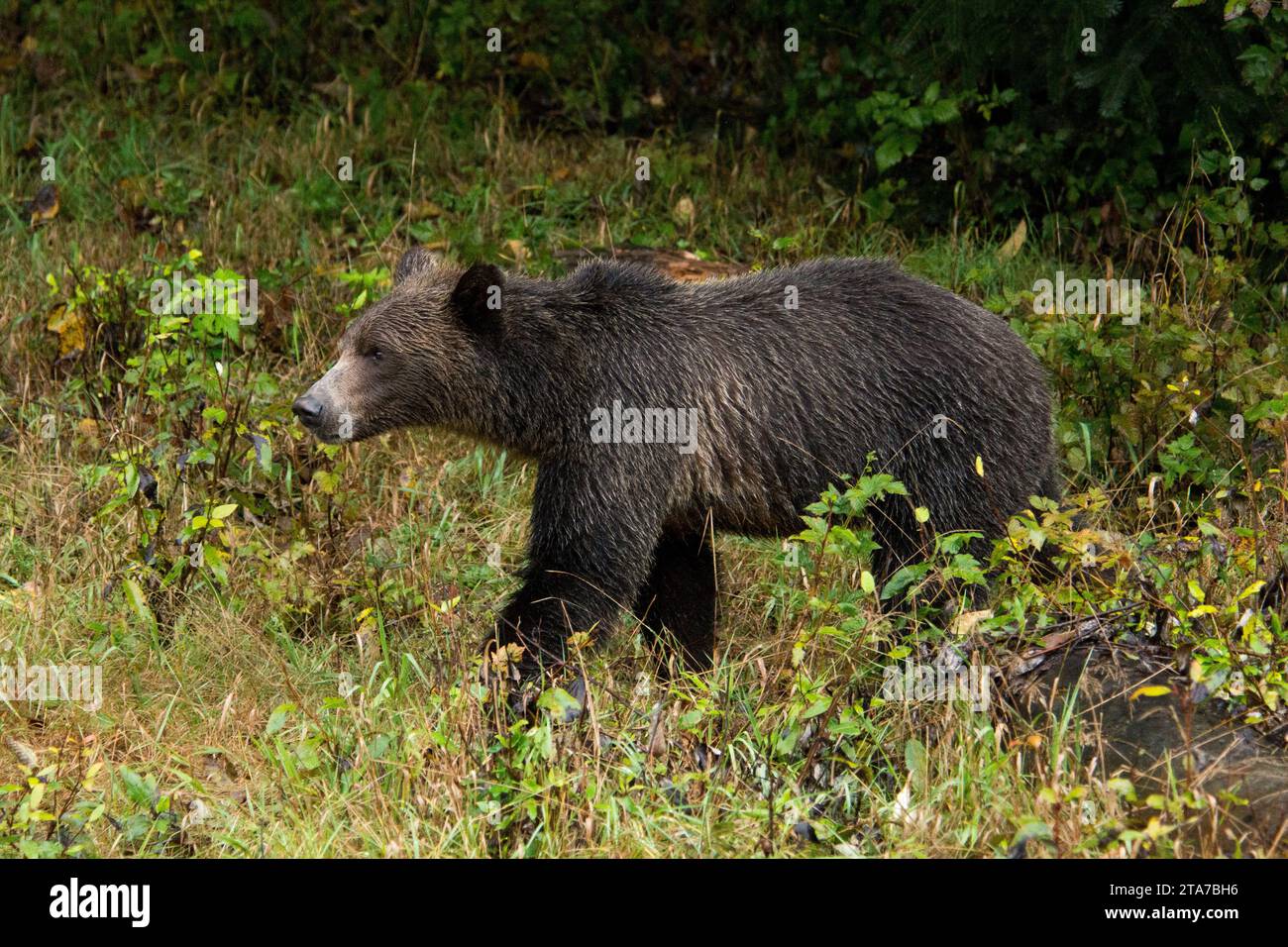 Grizzly Bear at the banks of Orford River near Bute Inlet in the ...
