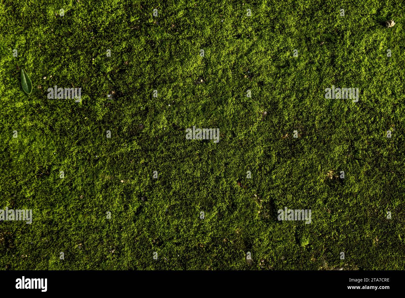 Moss image hi-res stock photography and images - Alamy