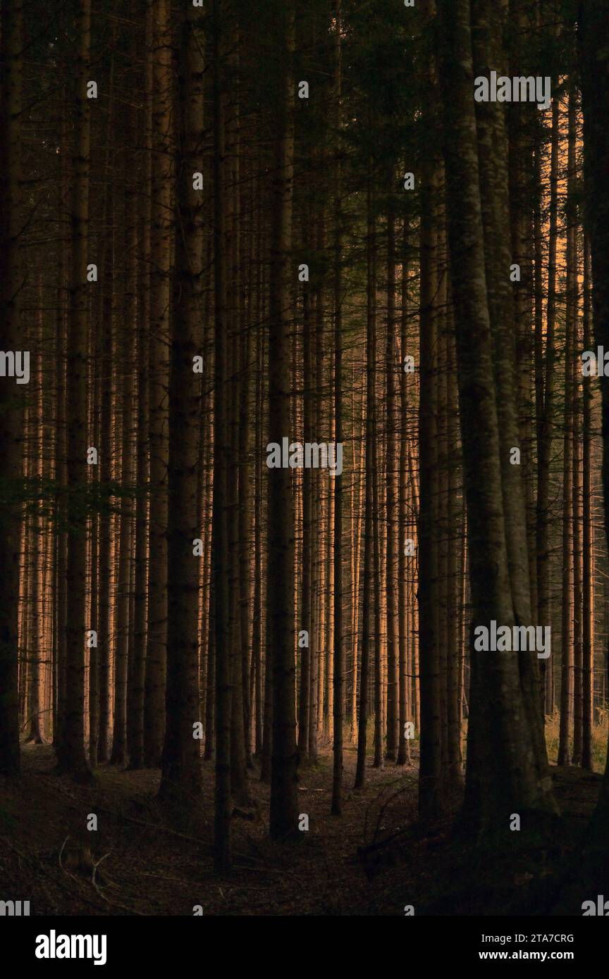 Straight trees standing hi-res stock photography and images - Alamy