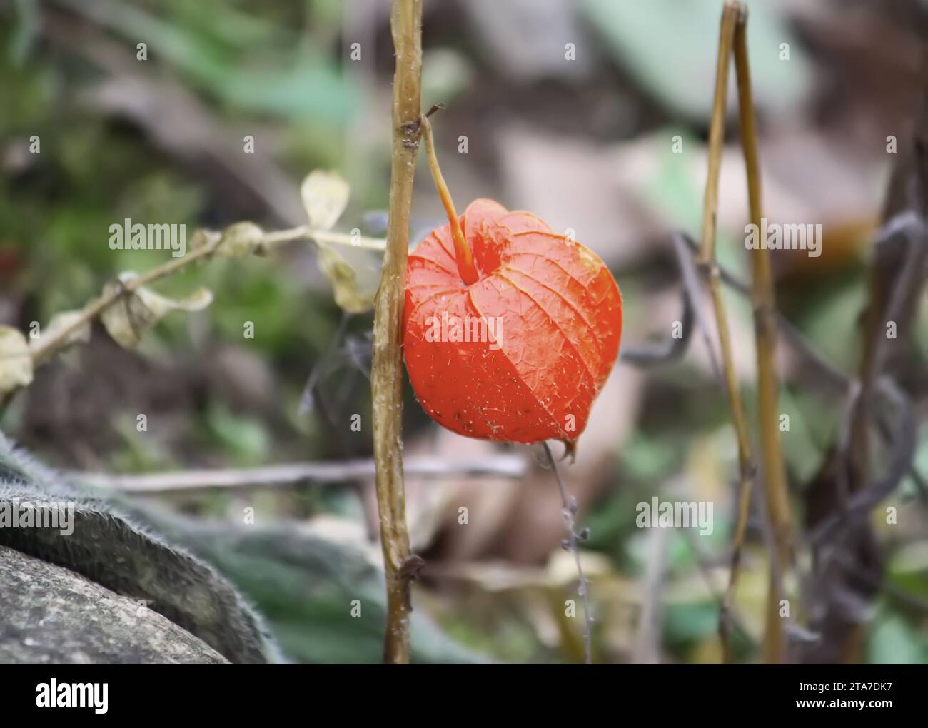 Physalis orange branch leaves hi-res stock photography and images - Alamy