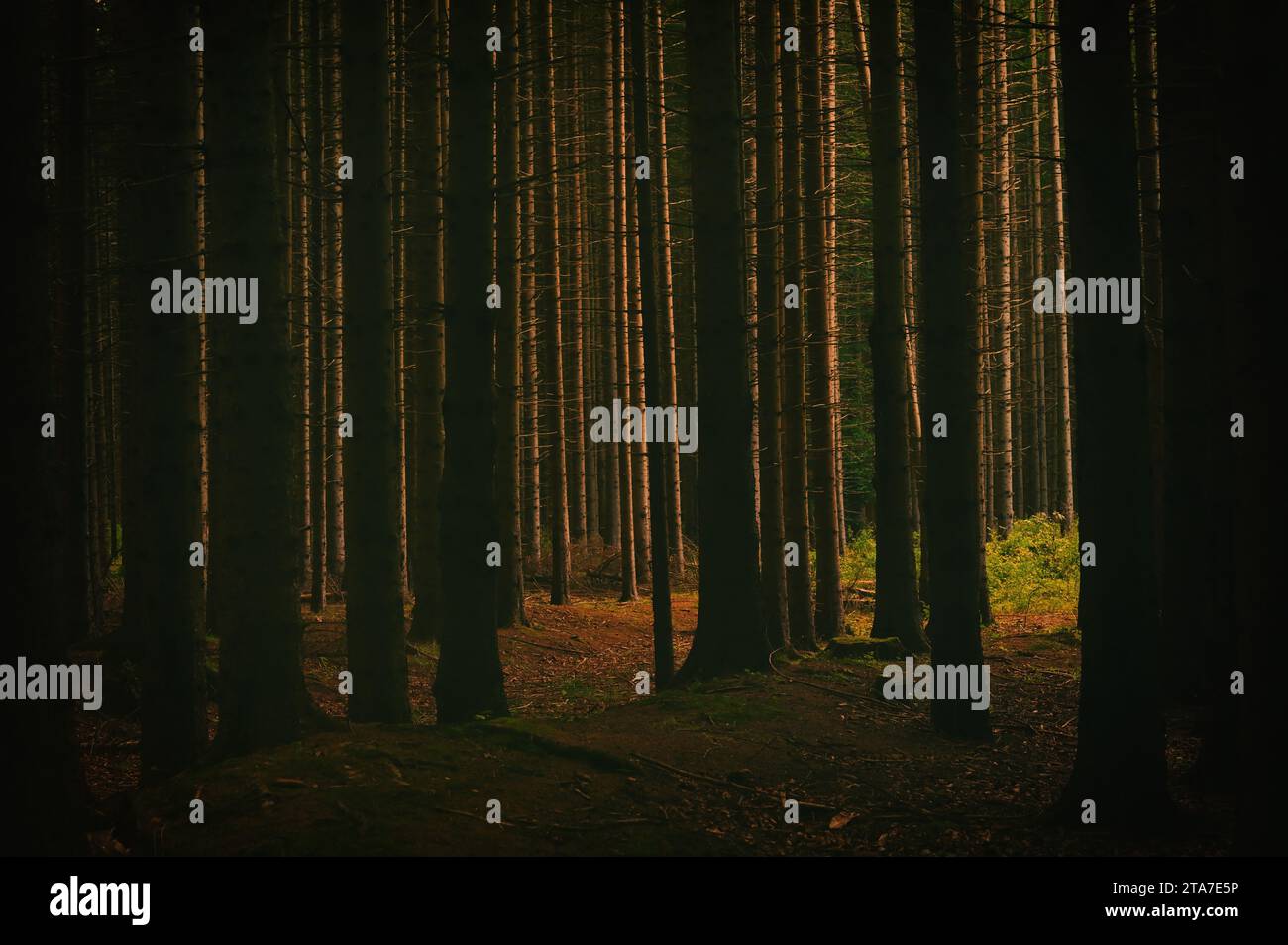 Straight trees hi-res stock photography and images - Alamy