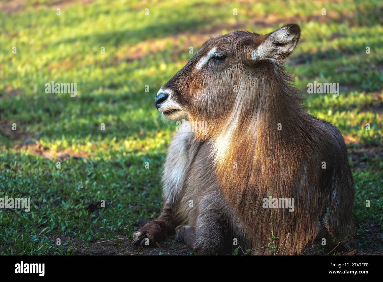 Female Waterbuck Head (Kobus ellipsiprymnus Stock Photo - Alamy