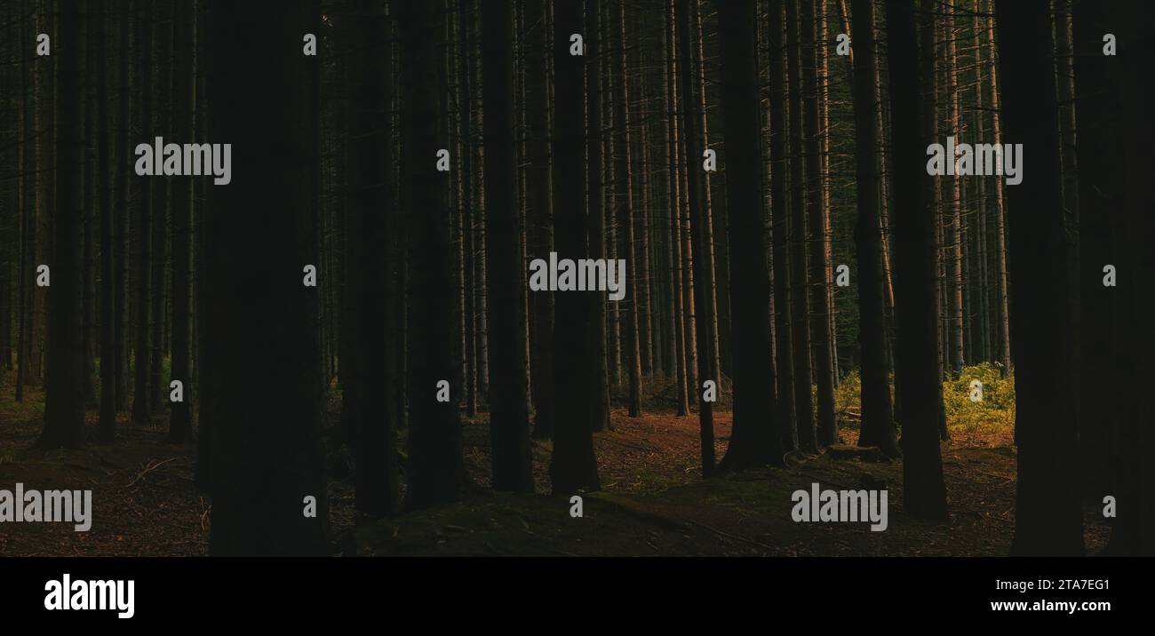 Straight trees hi-res stock photography and images - Alamy