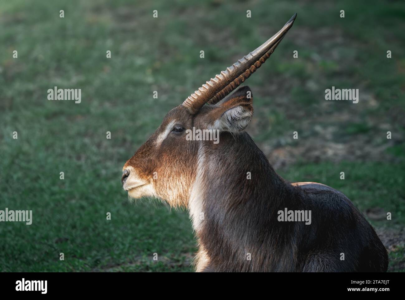 Male Waterbuck Head (Kobus ellipsiprymnus Stock Photo - Alamy