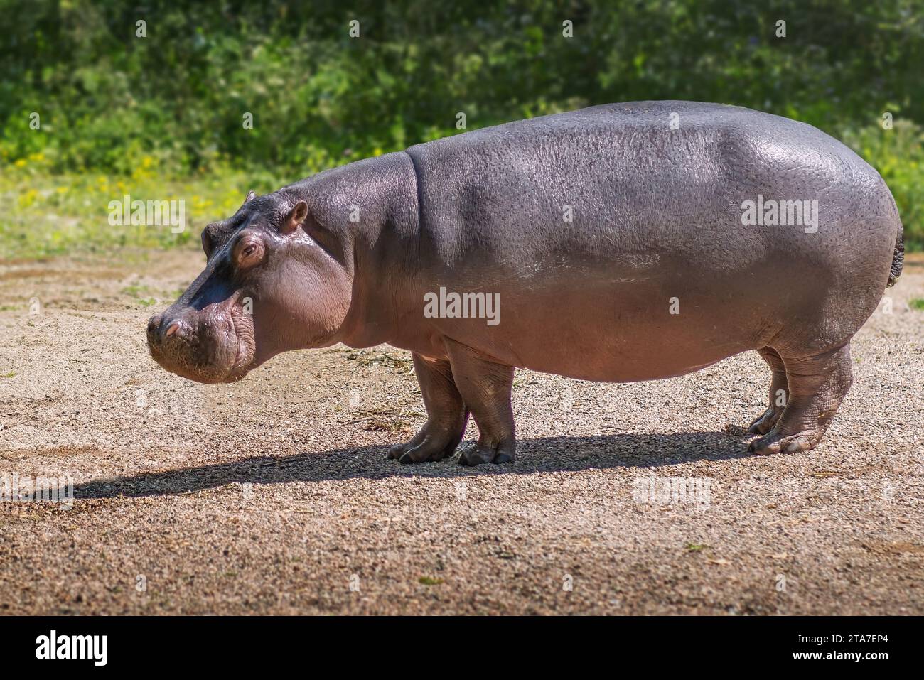 Large african nile river hi-res stock photography and images - Alamy