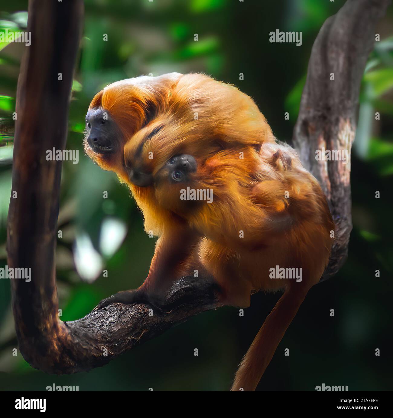 Mother carrying Baby Golden Lion Tamarins on the back (Leontopithecus ...