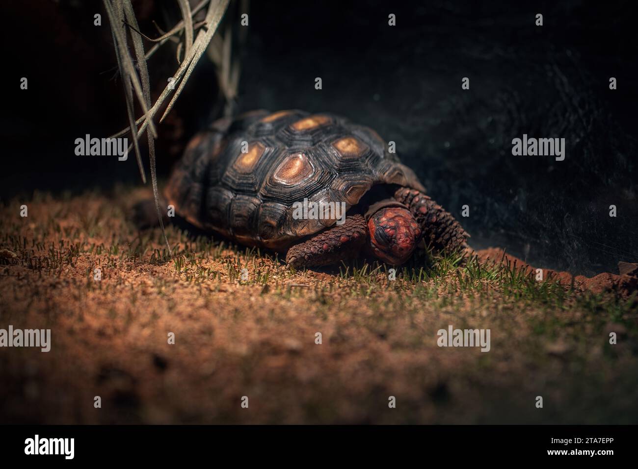Red-footed Tortoise hatchling (Chelonoidis carbonaria Stock Photo - Alamy