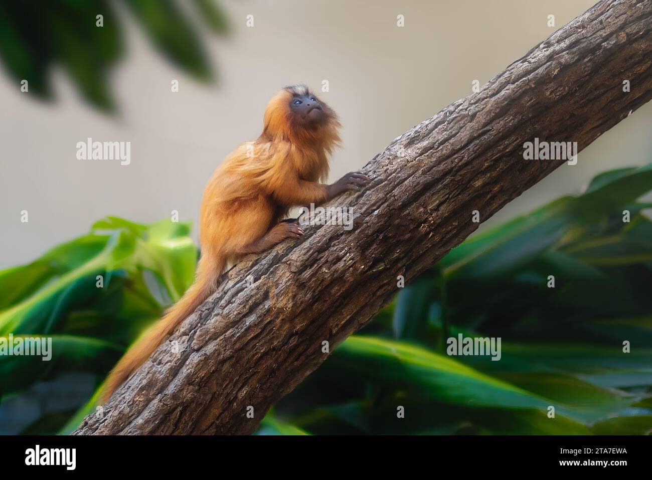 Baby Golden Lion Tamarin (Leontopithecus rosalia Stock Photo - Alamy