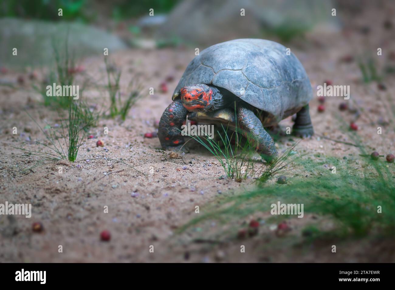 Red-footed Tortoise (Chelonoidis carbonaria Stock Photo - Alamy